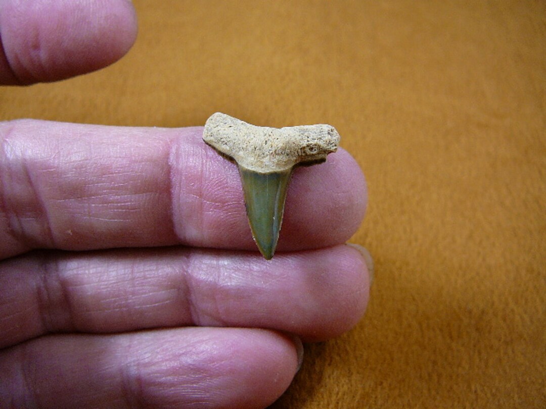 3/4" Fossil Lemon Shark Tooth Teeth Area Bone Valley Sharks Negaprion ...
