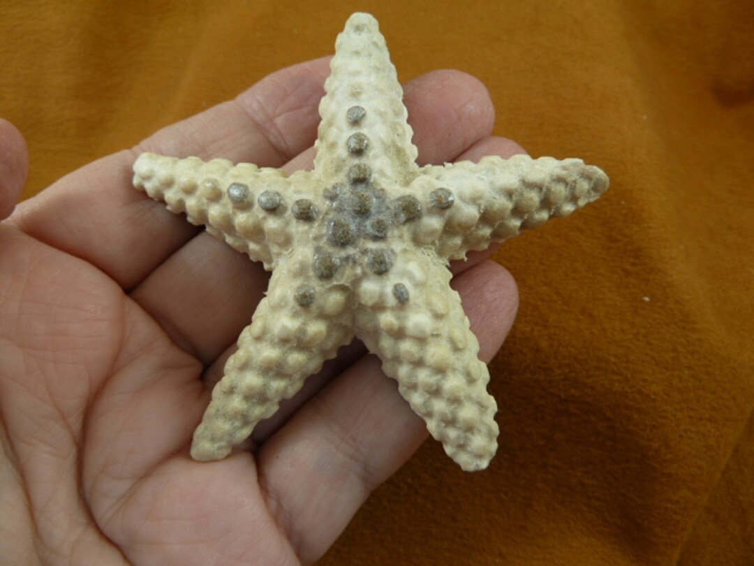Little Tan Sea Star Starfish Figurine Bali Detailed Carving of Shed ...