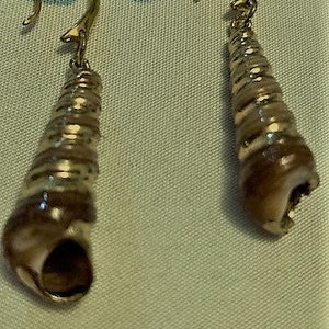 Earrings Shells Genuine Corkscrew Shells Trimmed in Gold on Gold Hooks ...