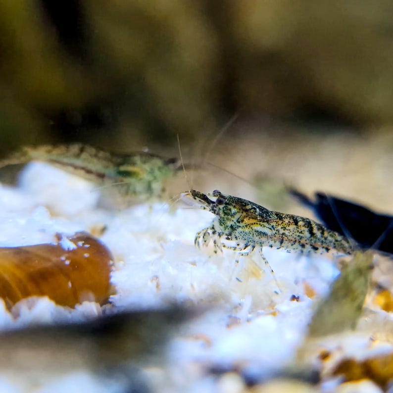 Aquarium Shrimp Food (SNOW) – Soybean Hull Snowflake Pellets for ...