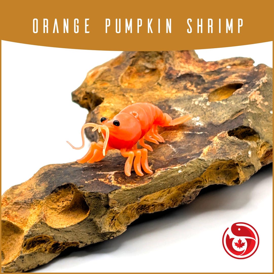 3D Printed Neocaridina Shrimp (orange Pumpkin) - Skittle Squad ...