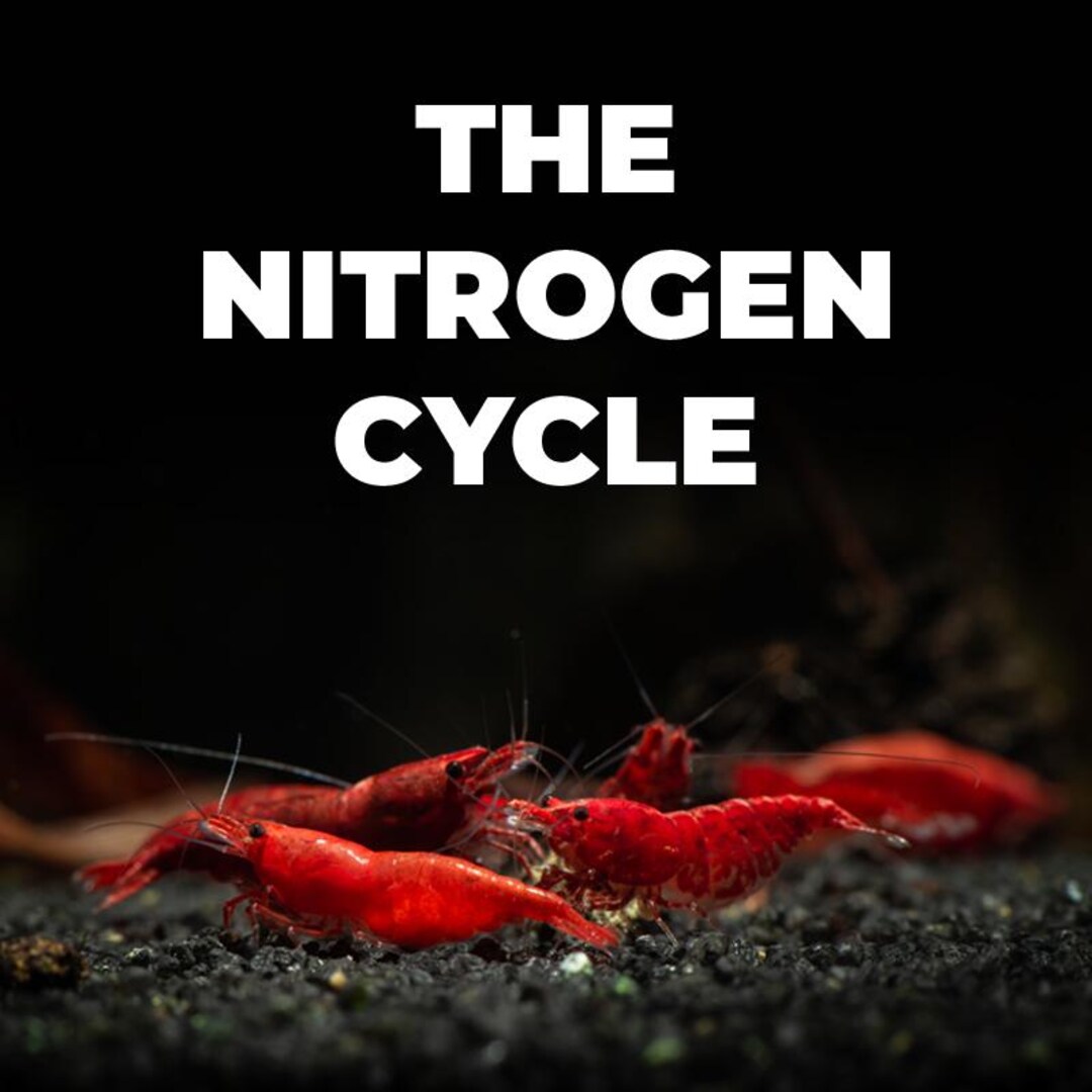 The Nitrogen Cycle in Freshwater Aquariums & Shrimp Tanks (one-sheet ...