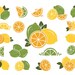 Citrus Fruit Svg Bundle Lime Svg Orange Svg Summer Svg - Etsy