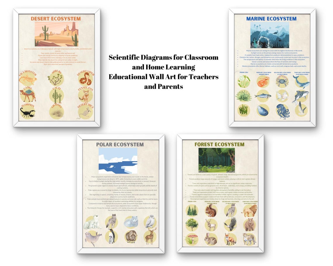 Educational Science Posters for Kids Classroom Decor Ecological Diagram ...