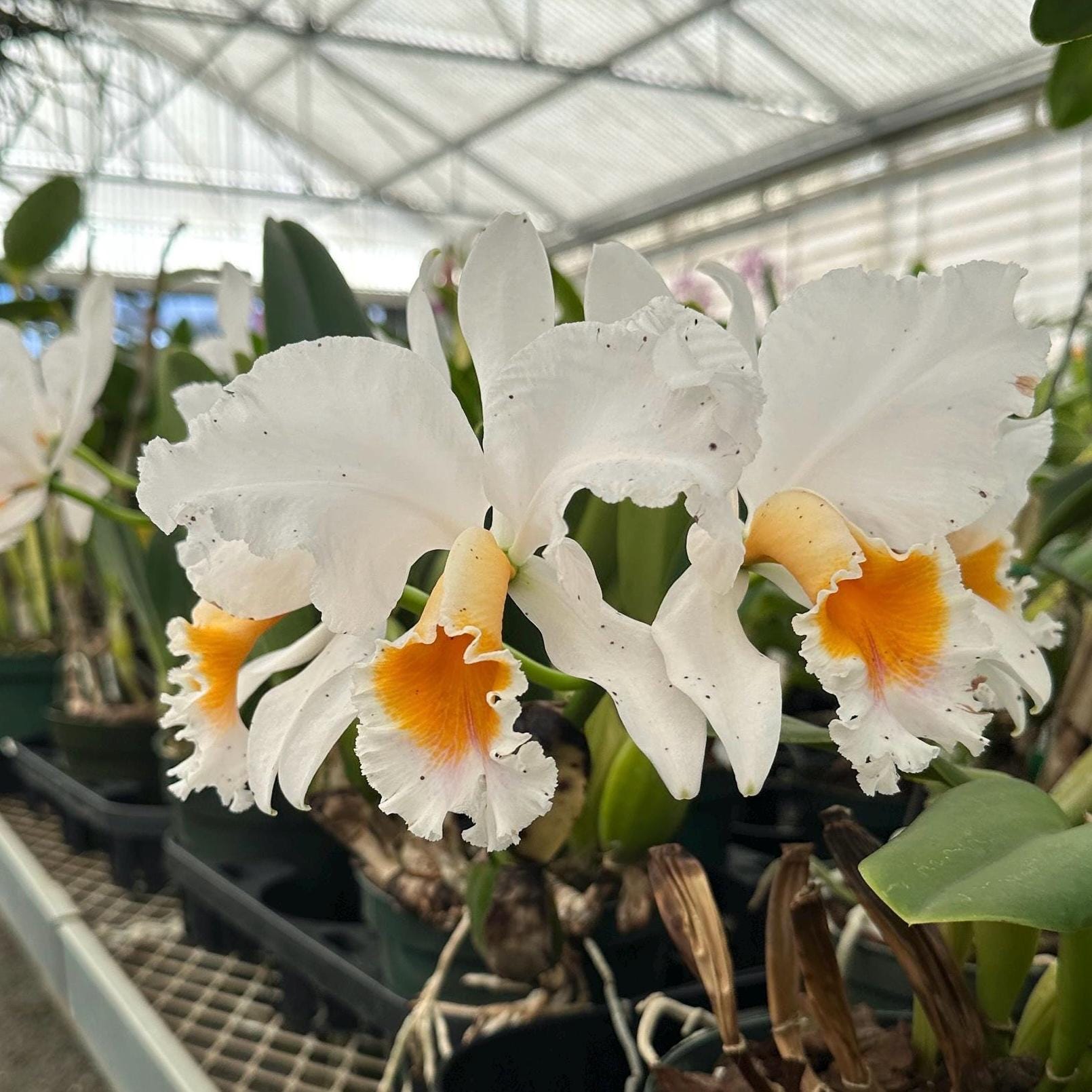 Cattleya Percivaliana Alba, Rare White Fragrant Species Orchid - Etsy