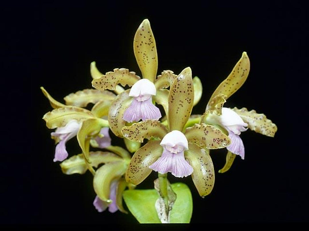 Cattleya Tigrina Coerulea, Rare Blue Orchid Seedling - Etsy