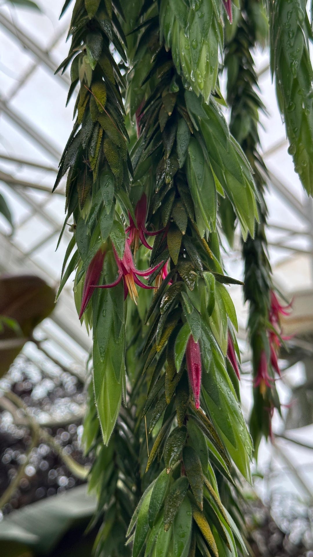 Ceratostema Rauhii, Various Types, Neotropical Epiphytic Blueberry - Etsy