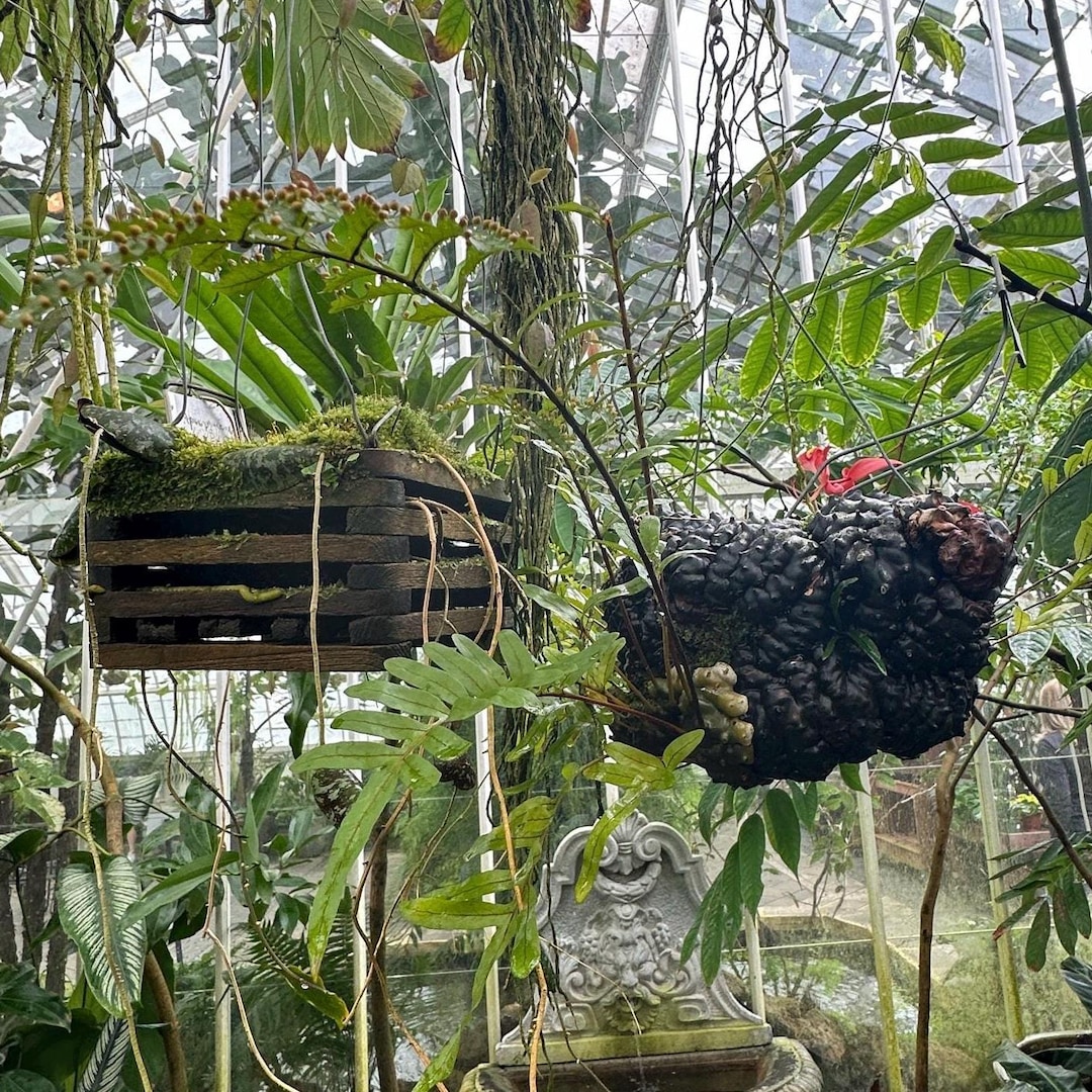 Lecanopteris Pumila, Rare Ant Fern Divisions!! - Etsy