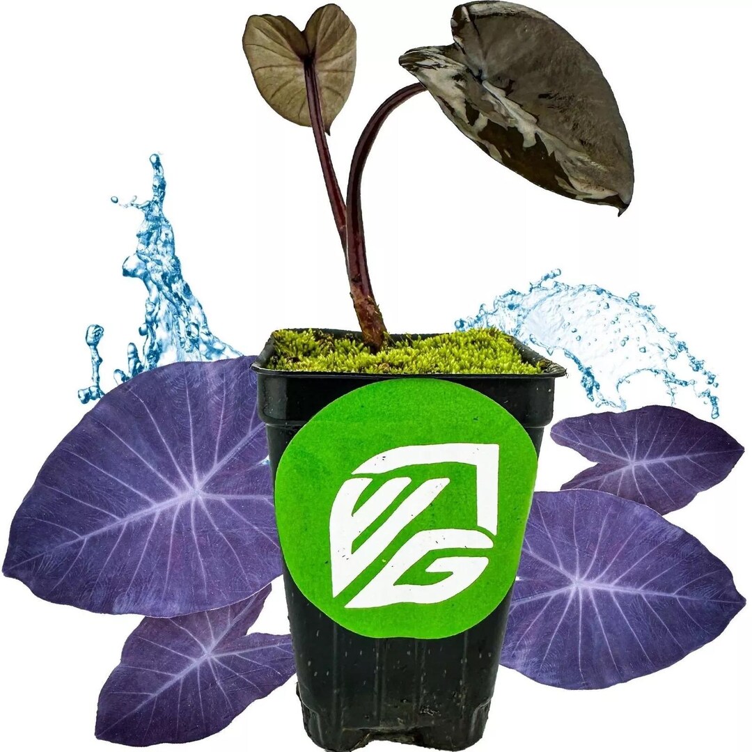 Black Magic Elephant Ear Colocasia Esculenta - Etsy
