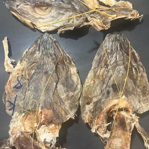 Stockfish Head apama - Etsy