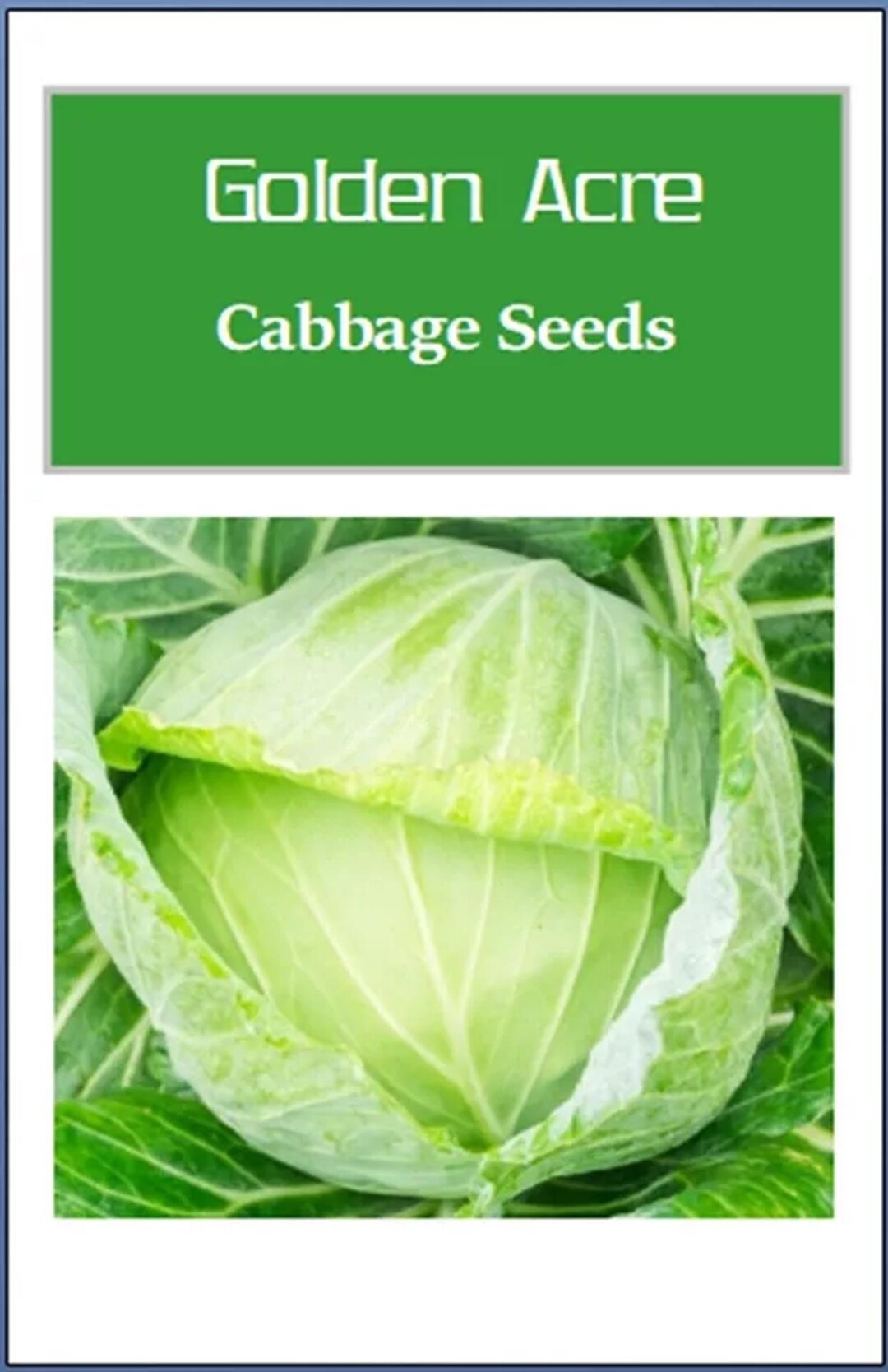 50 Golden Acre Cabbage Seeds NON-GMO Cabbage Seeds - Etsy