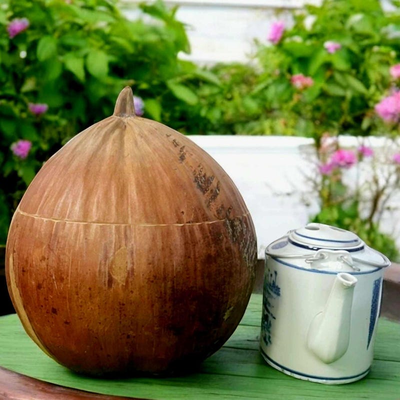 Tea Cup Vietnamese - Etsy