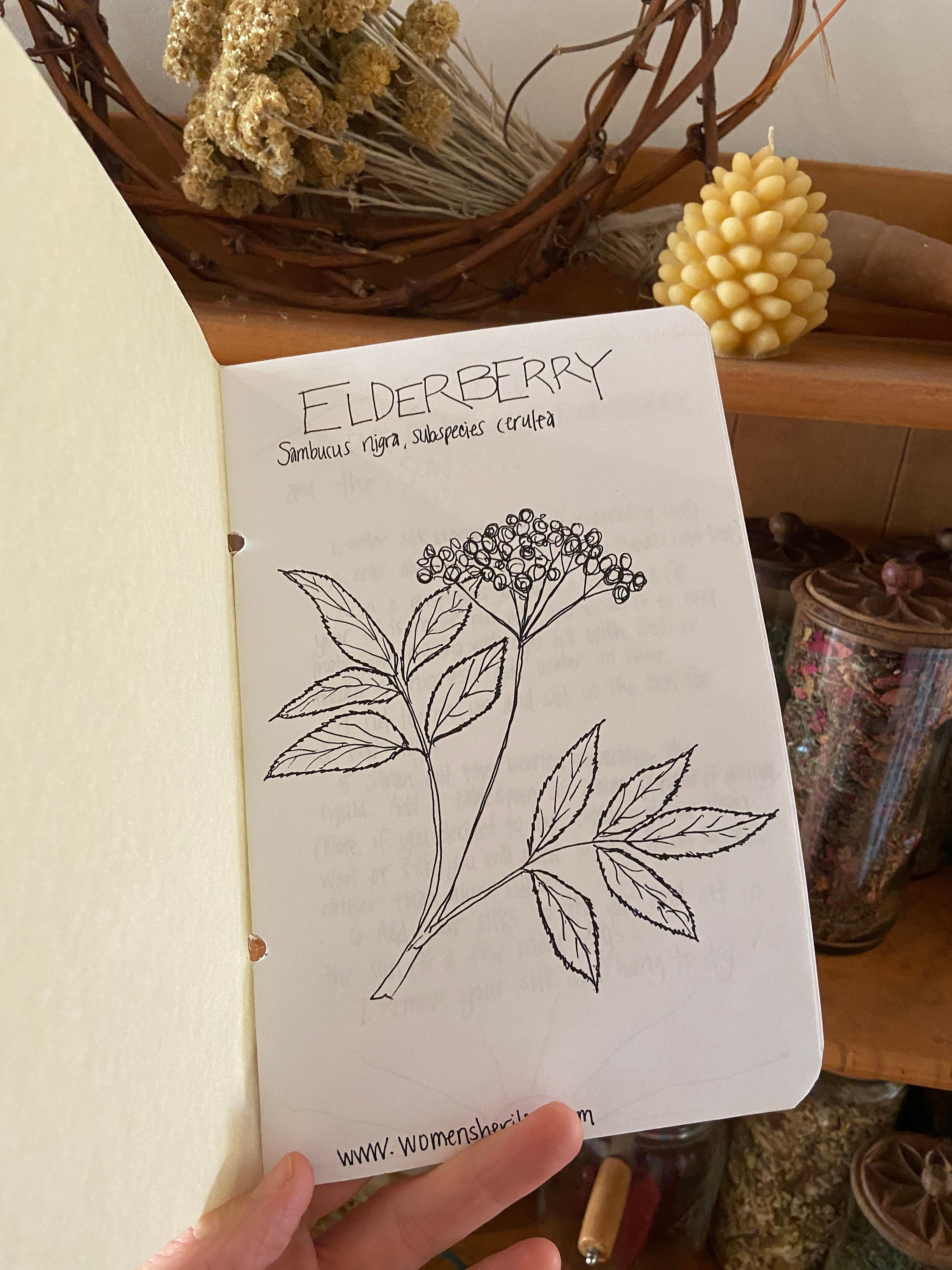 Little Herb Booklet Elderberry and Plantain - Etsy