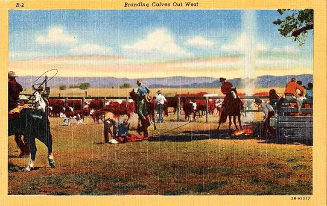 Vintage Old West Postcard - Cowhands Branding Cattle on the Range ...