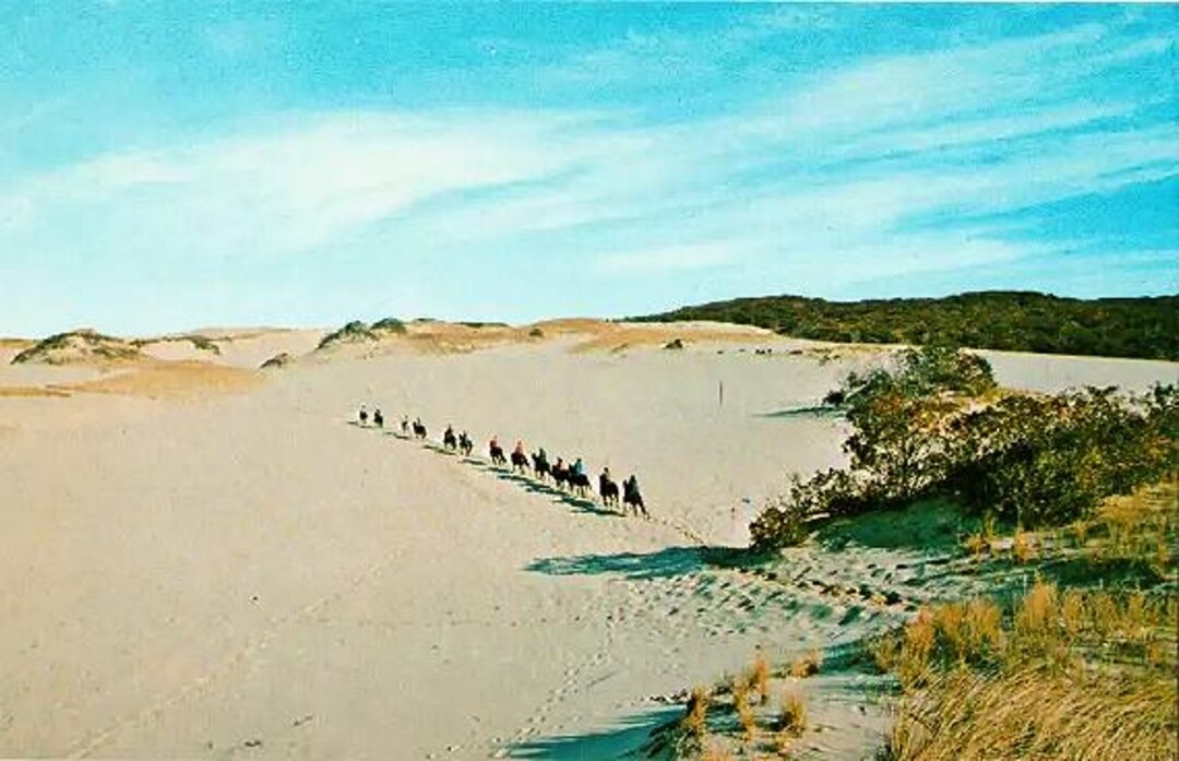 Vintage Cape Cod Postcard - Horseback Riding on a Trail Through the ...