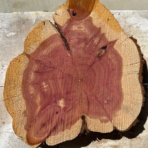 Red Cedar Wood Slices, Cedar Wood Round, You Pick Slice, 1.5 Thick ...