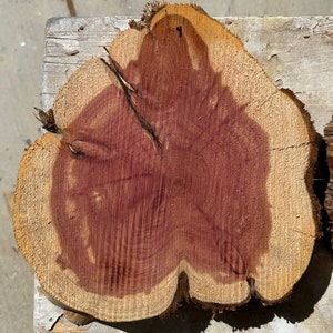Red Cedar Wood Slices, Cedar Wood Round, You Pick Slice, 1.5 Thick ...