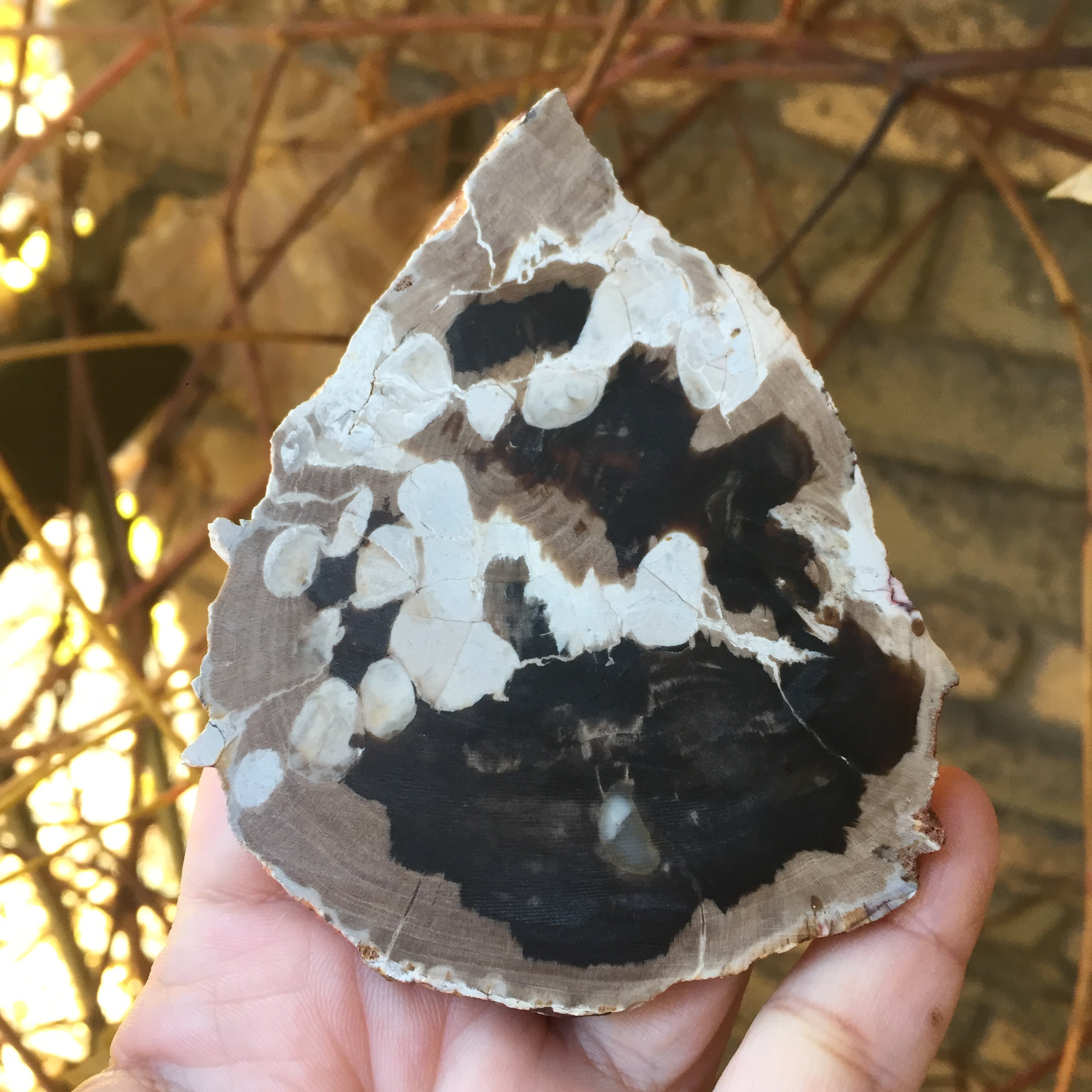 Coco Stone Natural Petrified Wood - Etsy