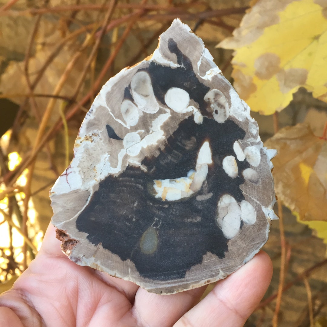 Coco Stone Natural Petrified Wood - Etsy