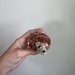 Mini Hedgehog Plushie, Crochet Mini Hedgehog , Crochet Hedgehog ...