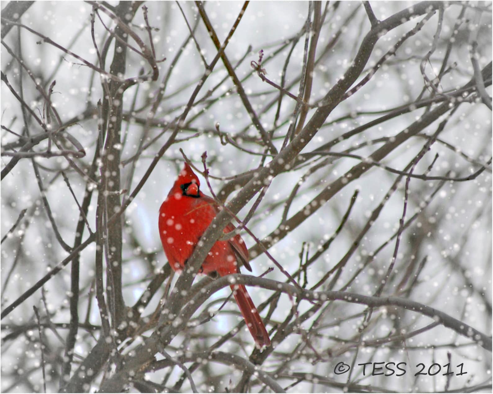 Photography - Winter Cardinal Photo - Cardinal Photography - Winter ...
