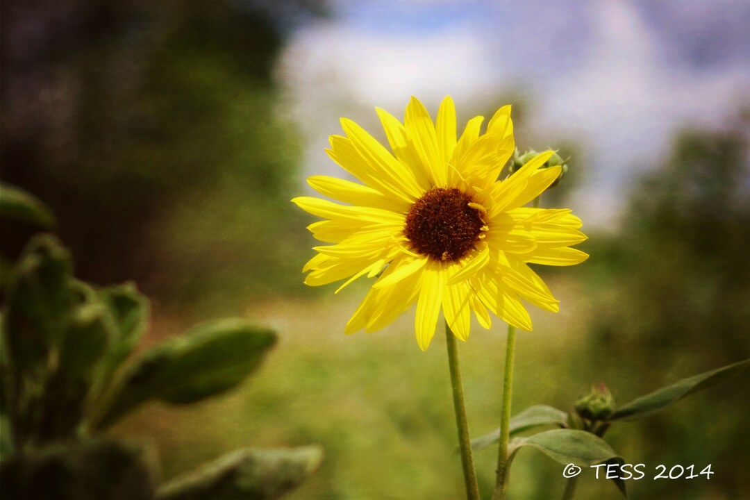 Yellow Sunflower Photography Yellow Wildflower Print - Etsy