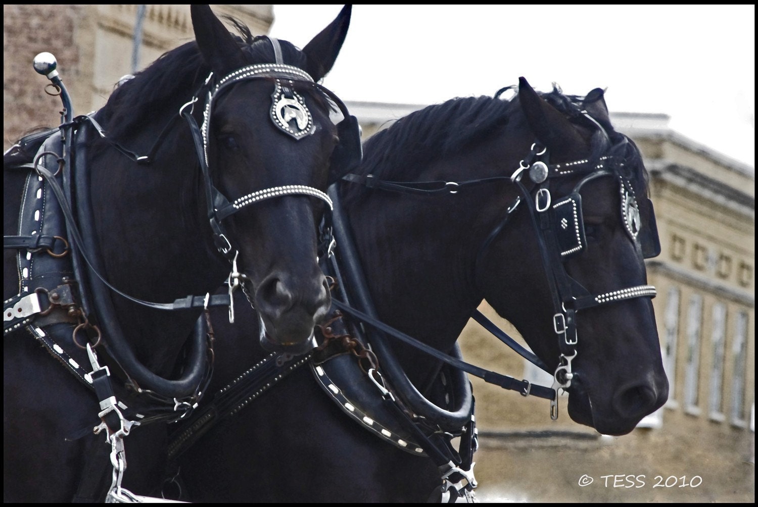 Black Percheron Horse