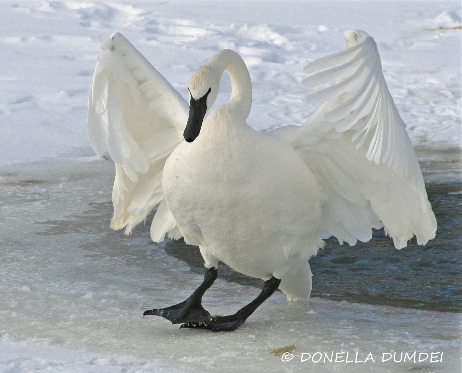 Photography - Happy Feet Swan - Swan Photography - Wildlife - Nature ...