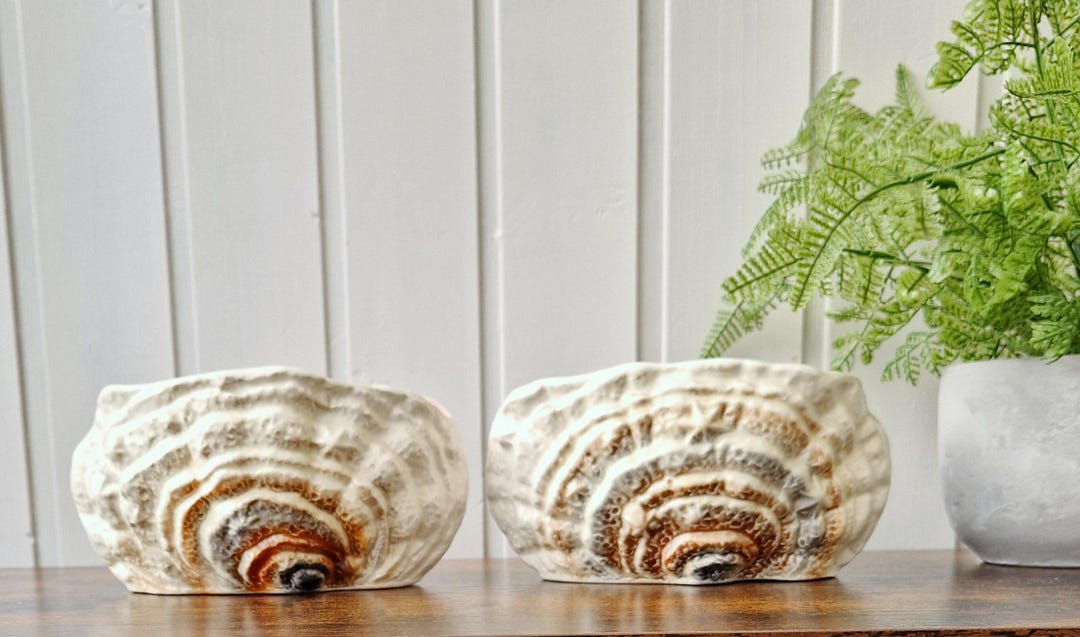 1950s Pair Sylvac Cornucopia Oyster Shell Planters - Etsy