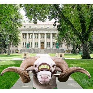 Cam the Ram in the Oval at CSU - Etsy