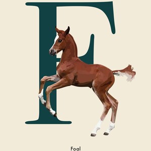 F for Foal - Elegant Horse Alphabet Poster in Teal and Cream ...
