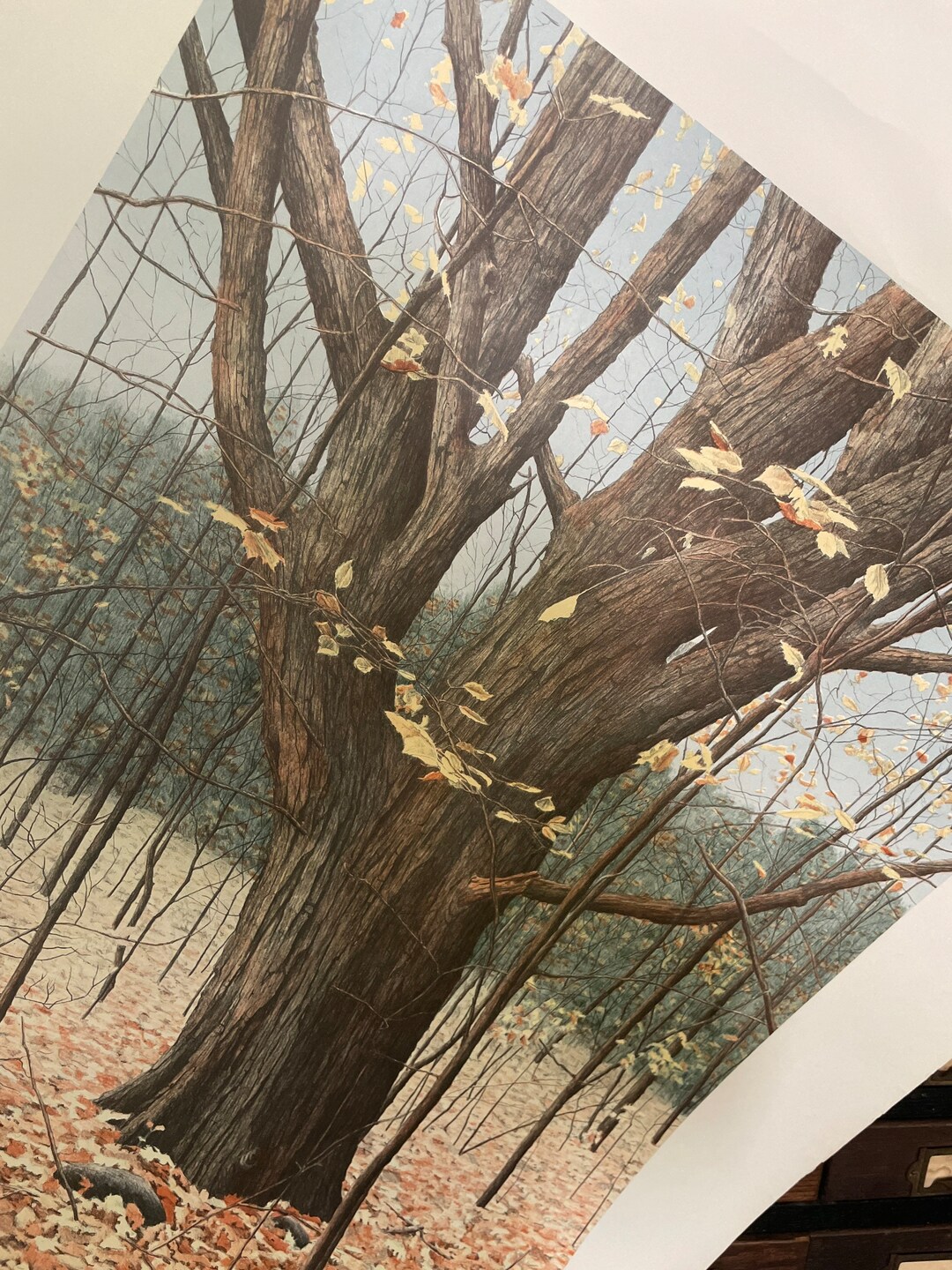 Old Oak Print by Helen Rundell - Etsy