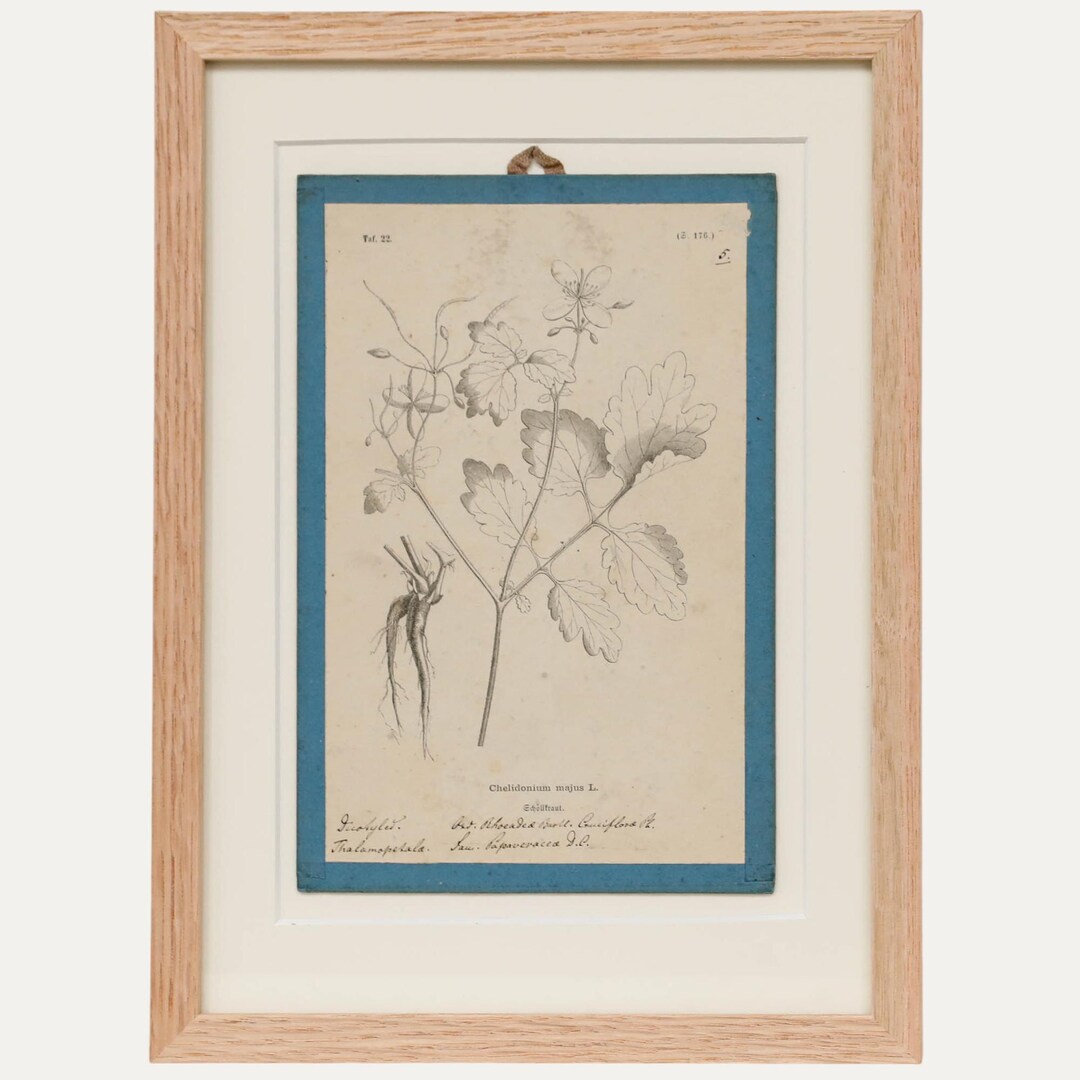 Native Flora of Europe - Framed 19th Century Lithograph, Chelidonium ...