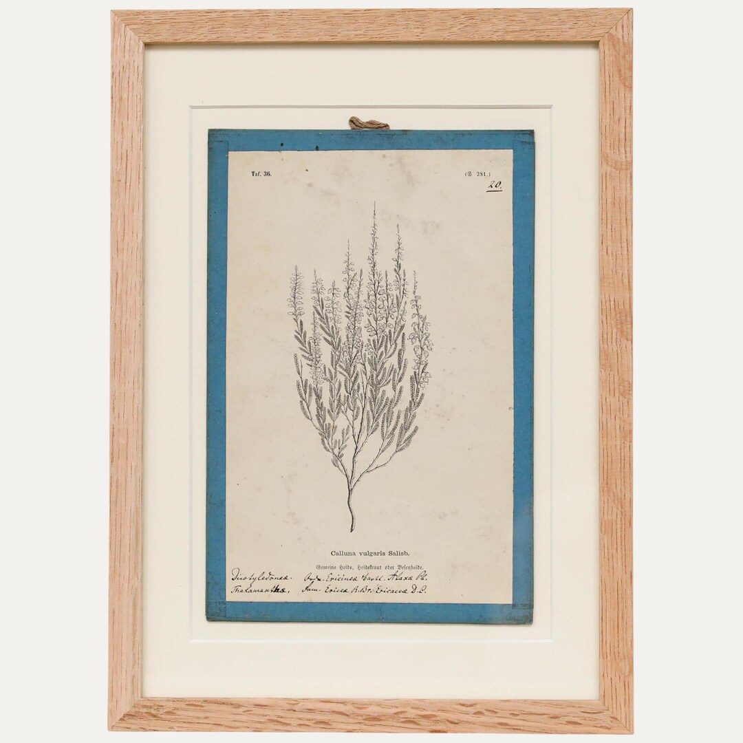 Native Flora of Europe - Framed 19th Century Lithograph, Calluna ...