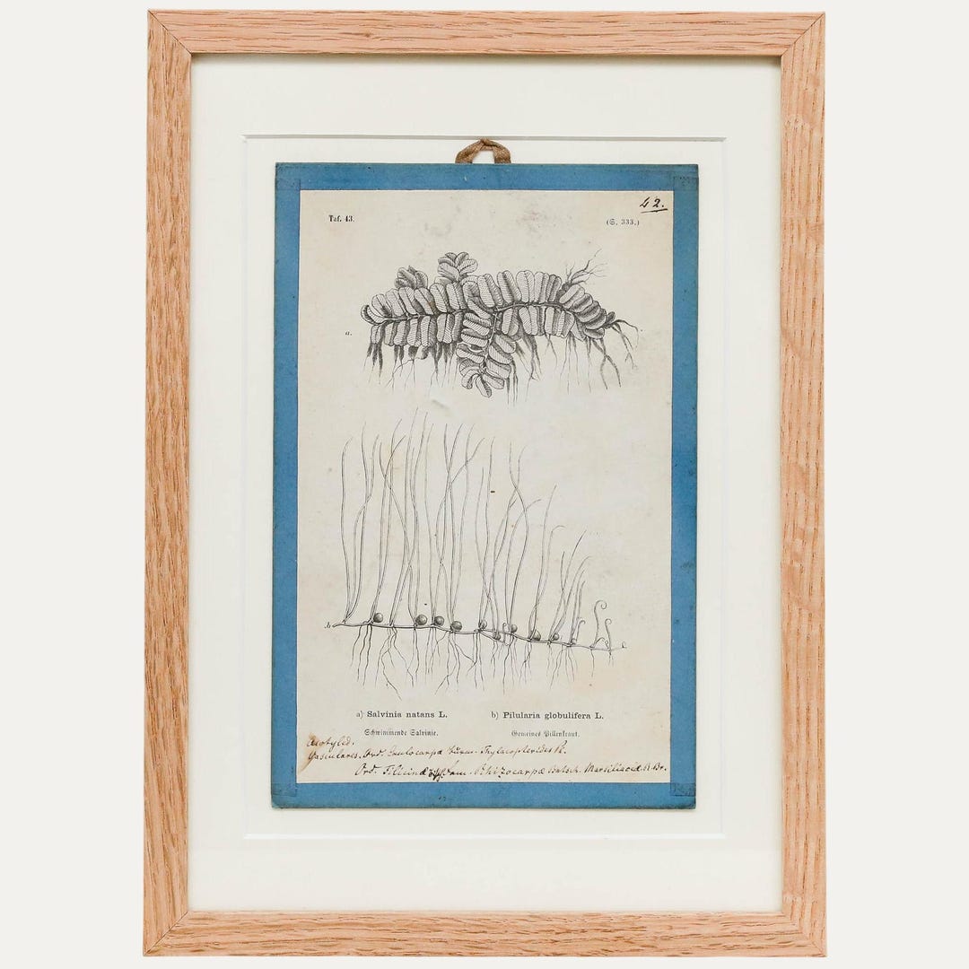 Native Flora of Europe - Framed 19th Century Lithograph, Salvinia ...