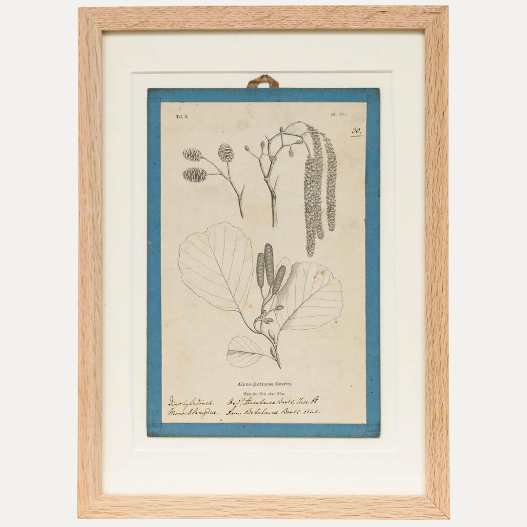 Native Flora of Europe - Framed 19th Century Lithograph, Alnus ...