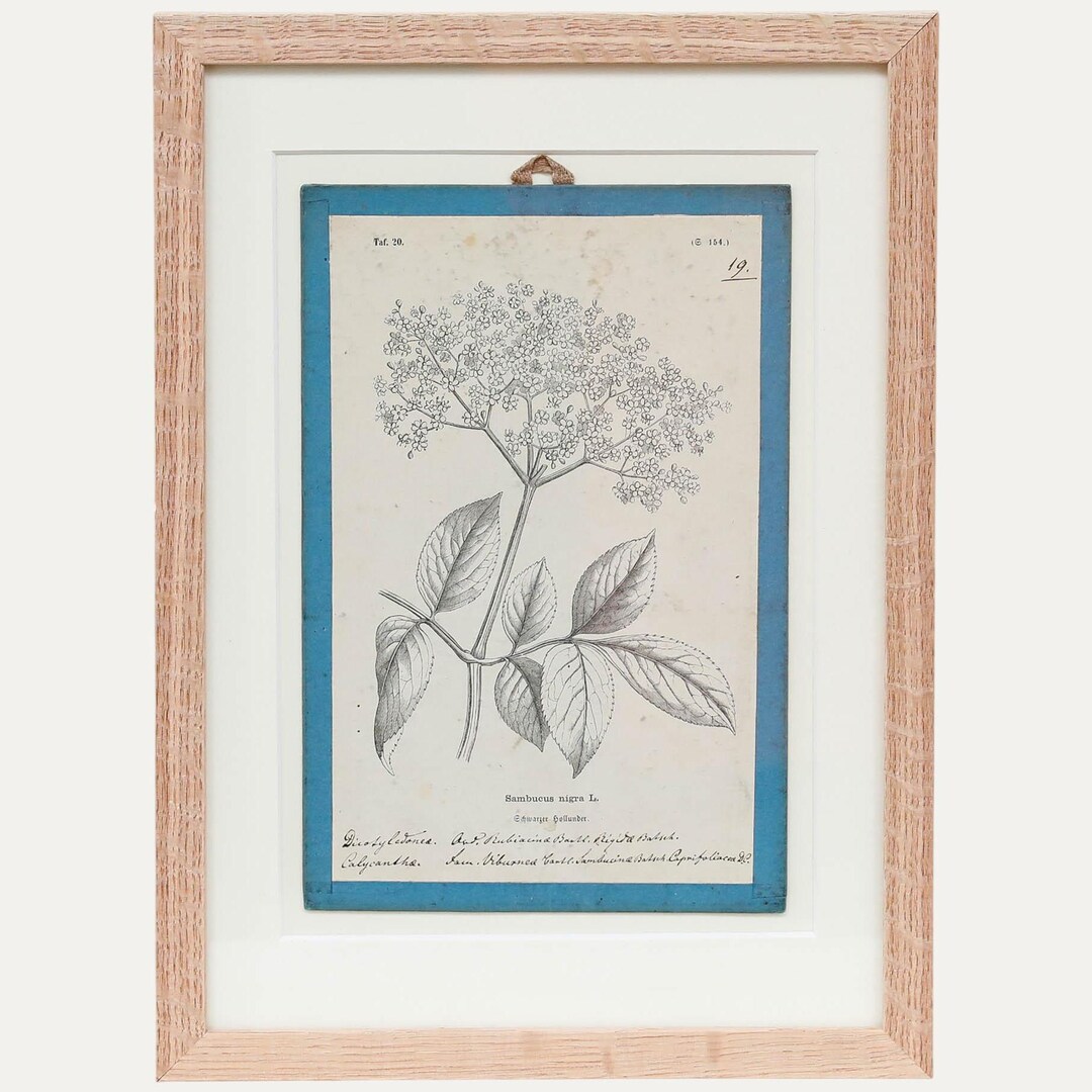 Native Flora of Europe - Framed 19th Century Lithograph, Sambucus Nigra ...