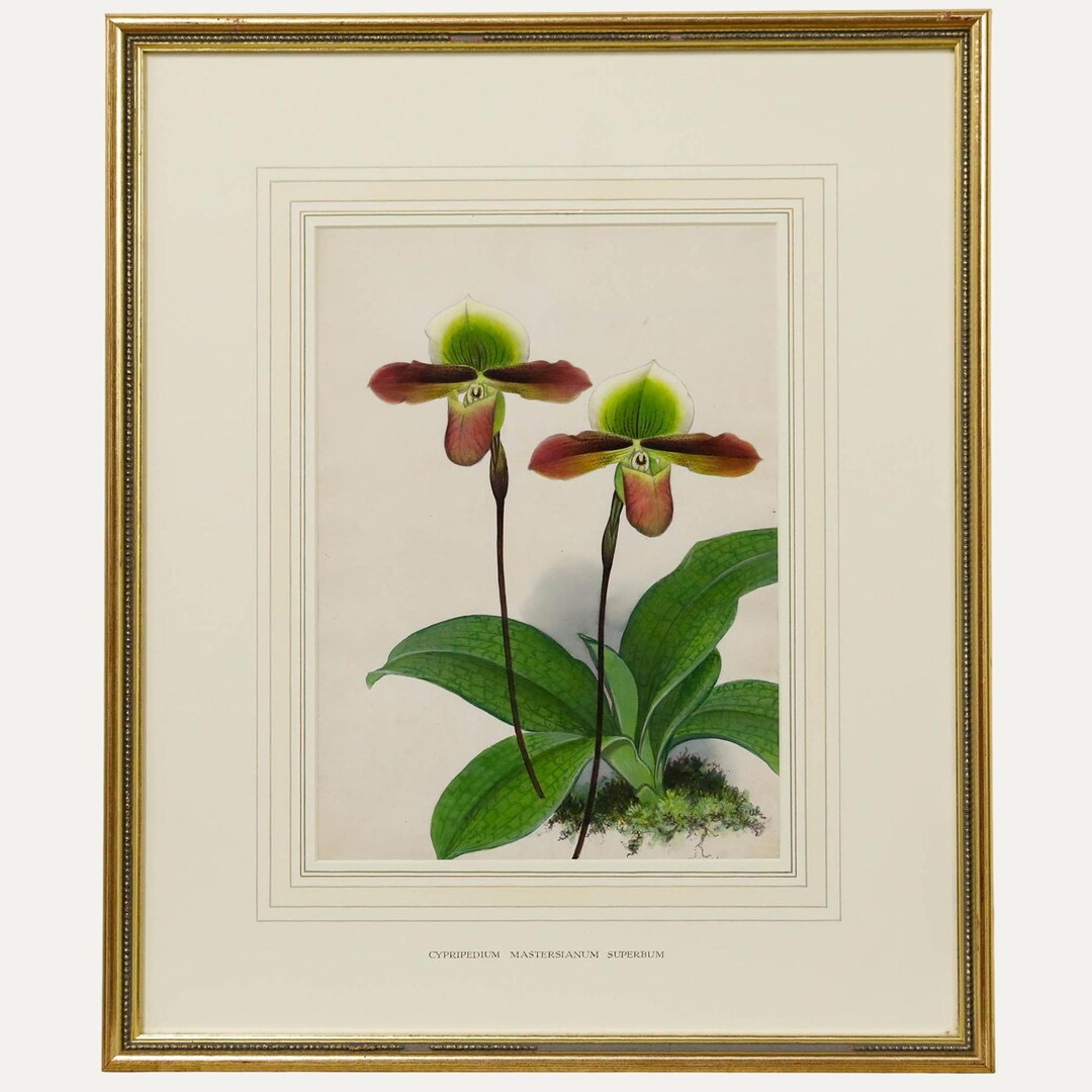 Late 19th Century Watercolour - Venus Slipper Orchid Original Vintage ...