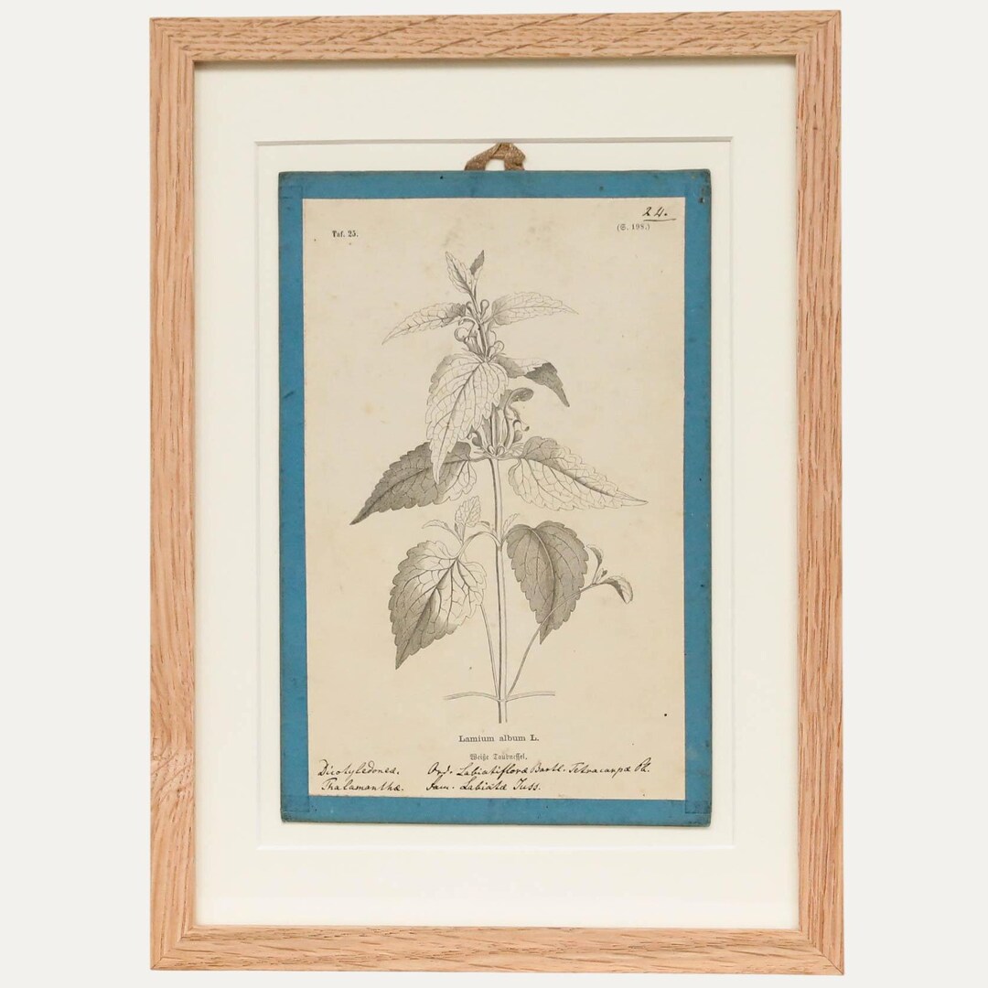 Native Flora of Europe - Framed 19th Century Lithograph, Lamium Album ...