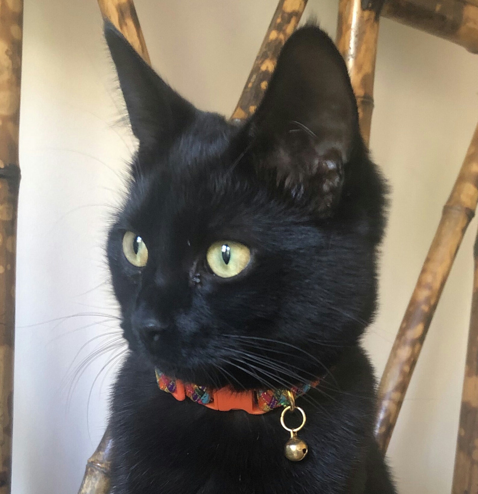 Designer Cat Collars With a Colourful Harlequin Pattern ( Breakaway ...