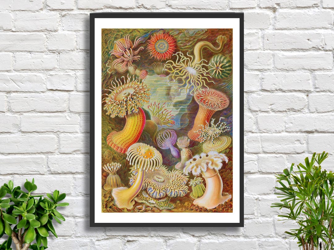 Ernst Haeckel Sea Anemones Print – Vintage Marine Biology Wall Art of ...