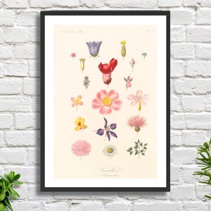 Botanical Wall Art Flowers Illustration French Artist Francois Herincq ...