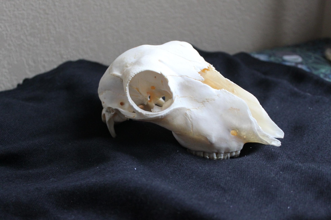 Female Lamb Skull Sheep Bones Taxidermy - Etsy