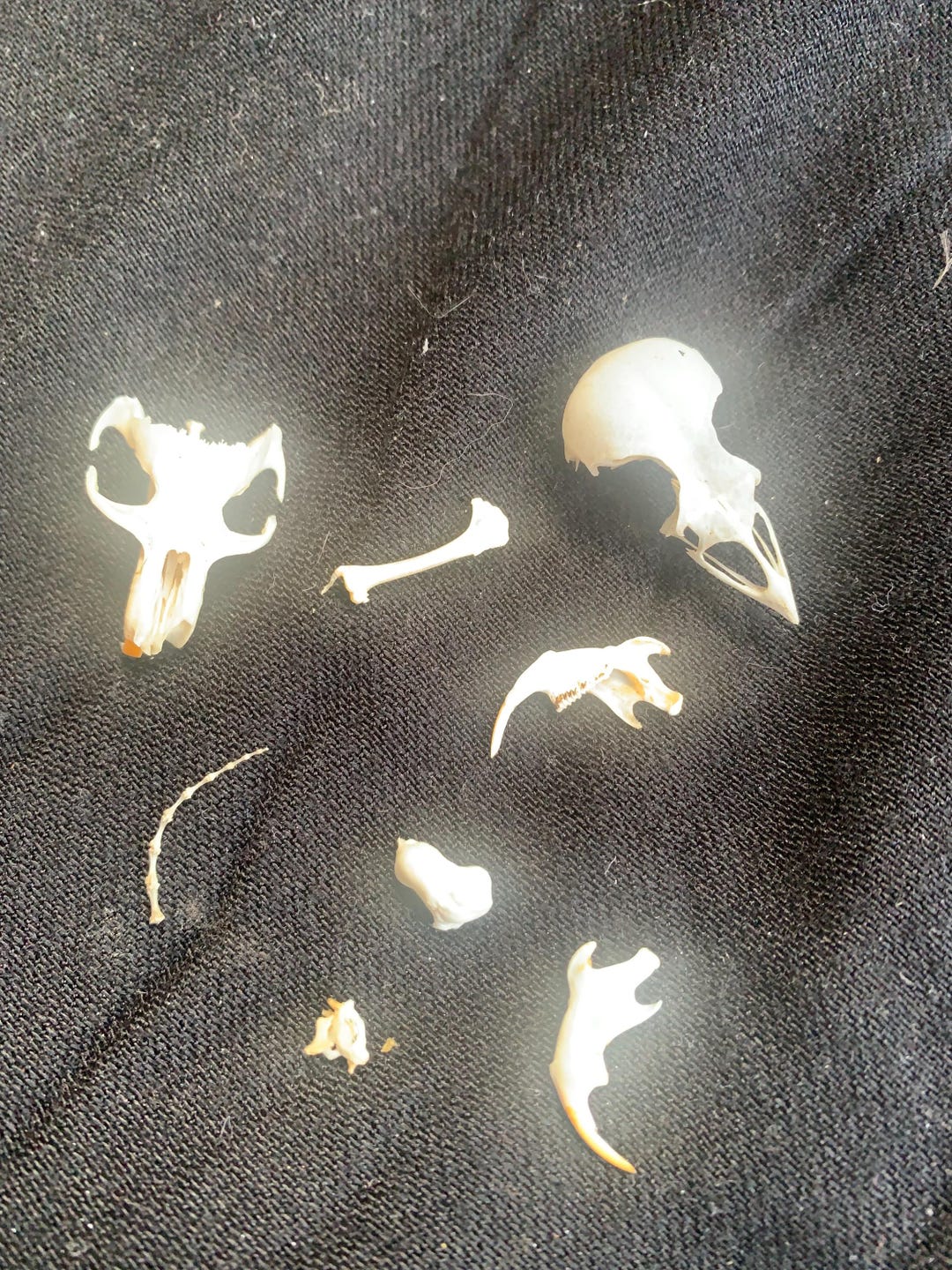 Cat-harvested Real Tiny Small Skulls and Bones Lot From Small Mammals ...