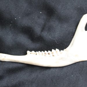 Natural Deer Jaw Bone and Teeth as Found Uncleaned - Etsy