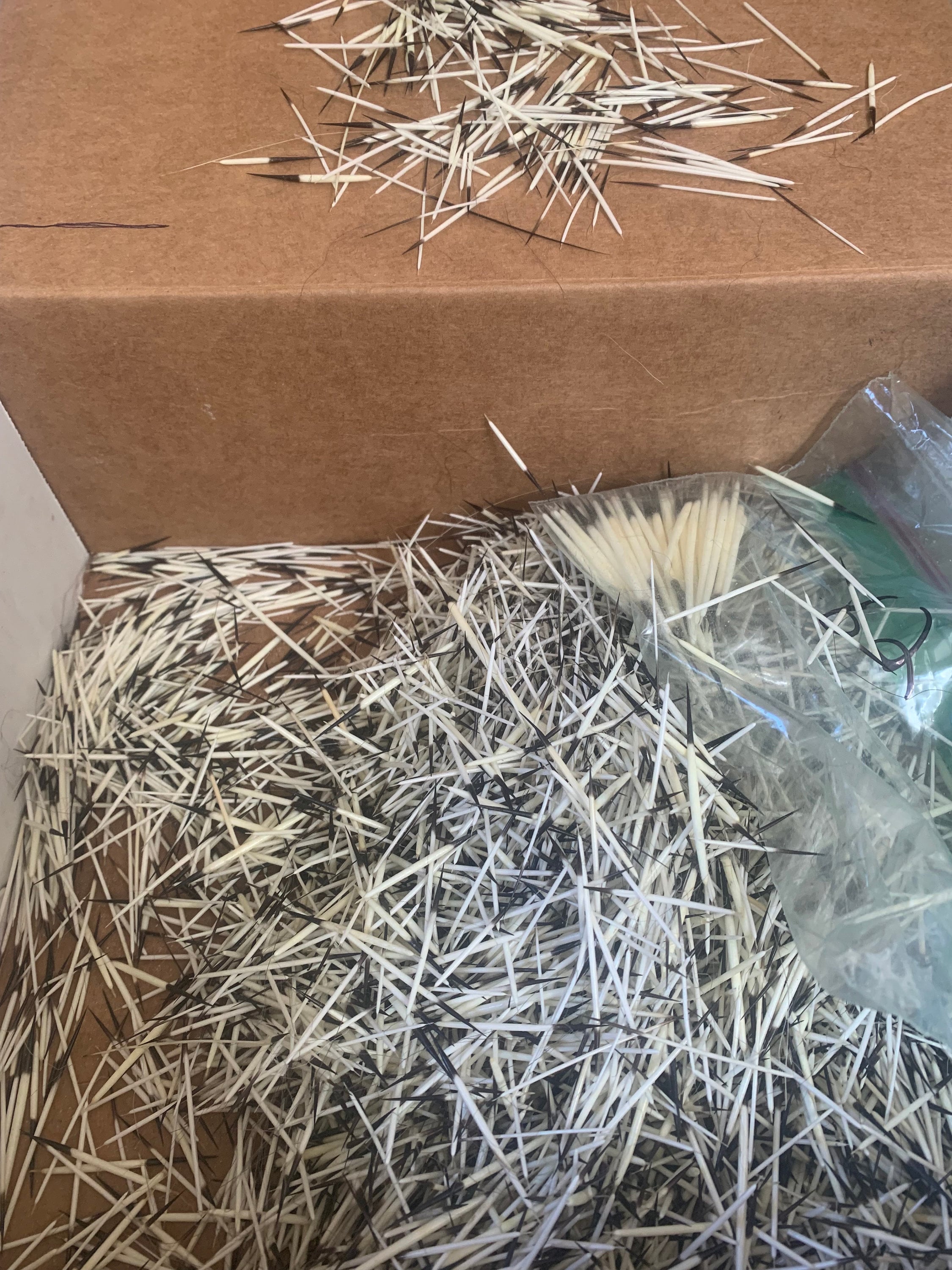 50 Porcupine Quills You Choose Size - Etsy