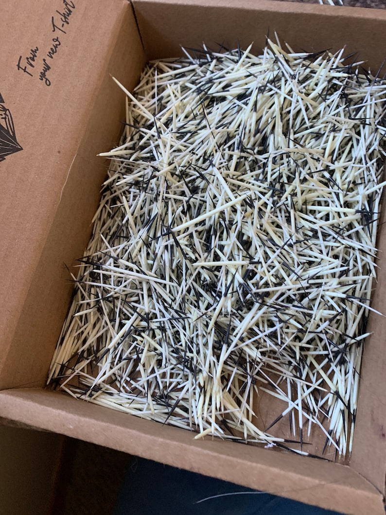 50 Porcupine Quills of Assorted Size Fat, Thin, Long Short All Included ...