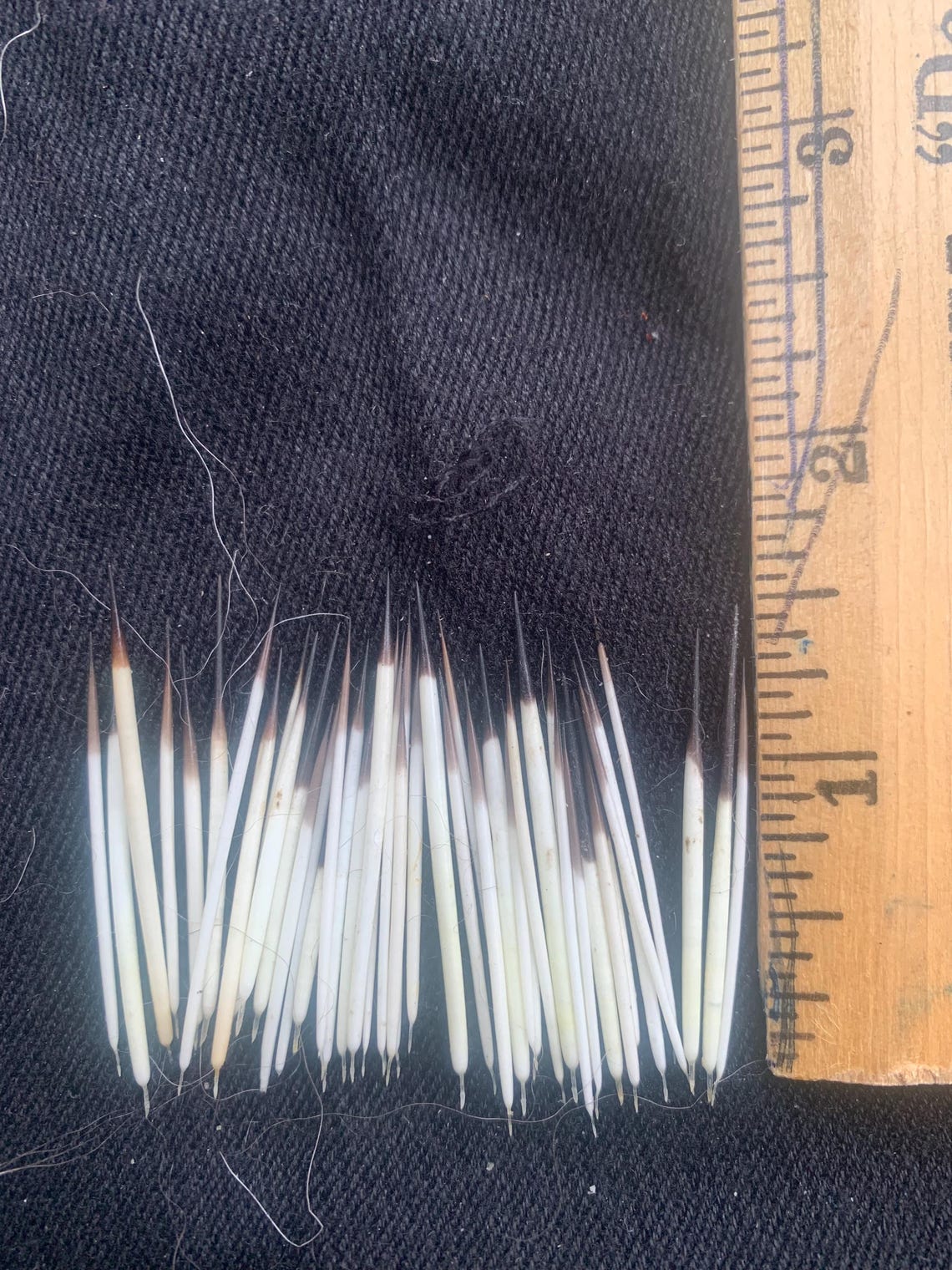 50 1-1.5” North American Porcupine Quills for Arts and Crafts - Etsy