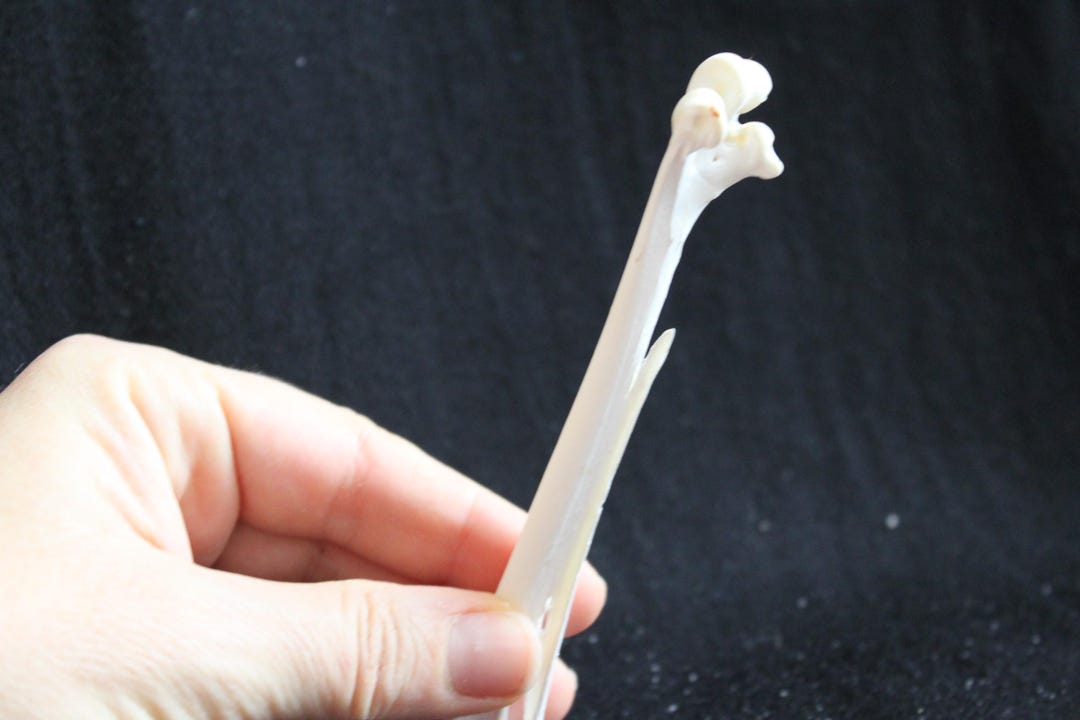 One Wild Miriam's Turkey Leg Bone Cleaned and Whitened - Etsy