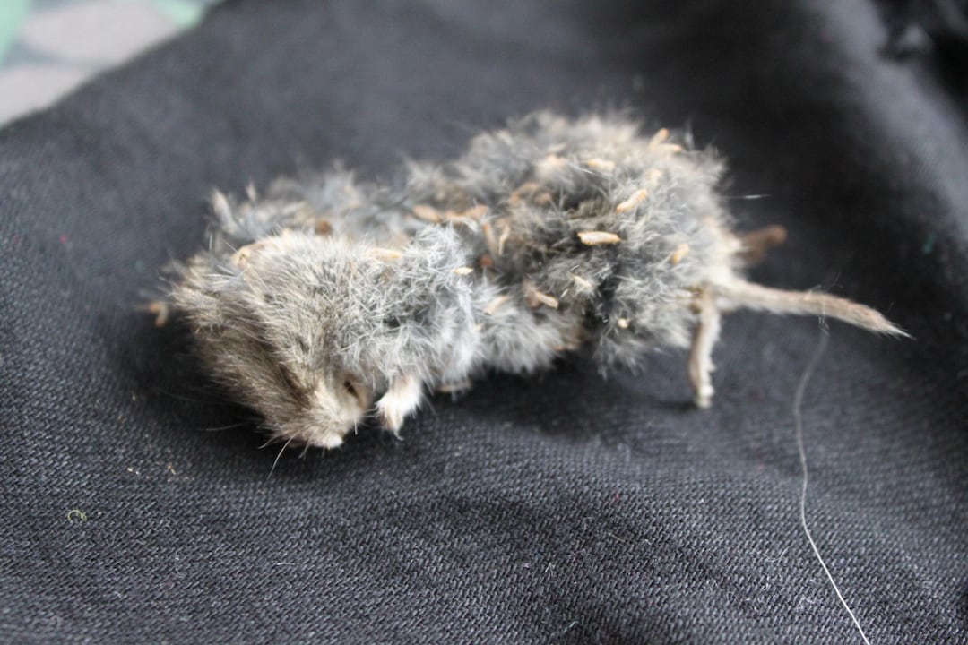 Preserved Desiccated Whole Vole Corpse Rodent Bones Creepy Taxidermy - Etsy